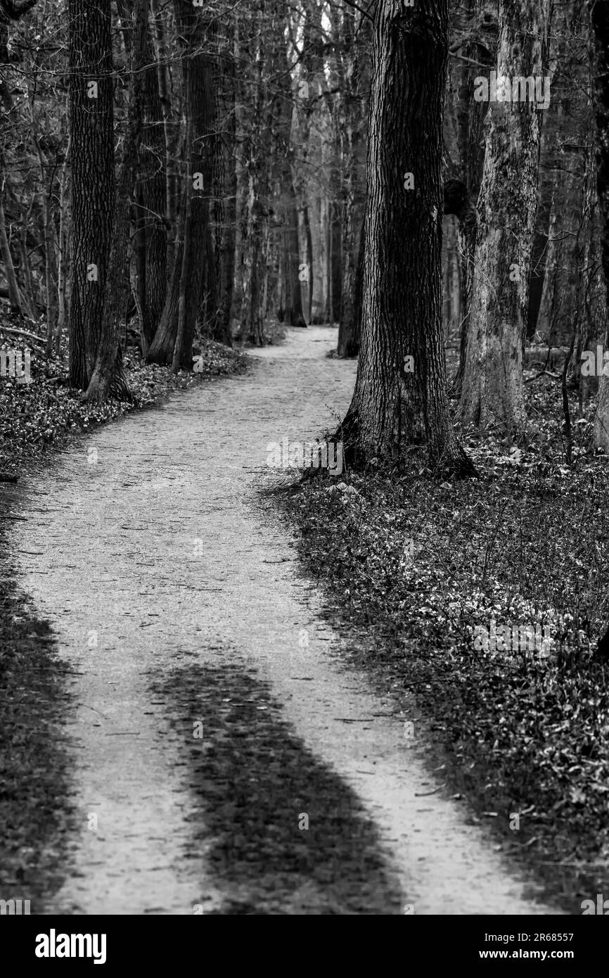 Winding empty dirt path hiking trail through the wooded tree area Stock Photo - Alamy