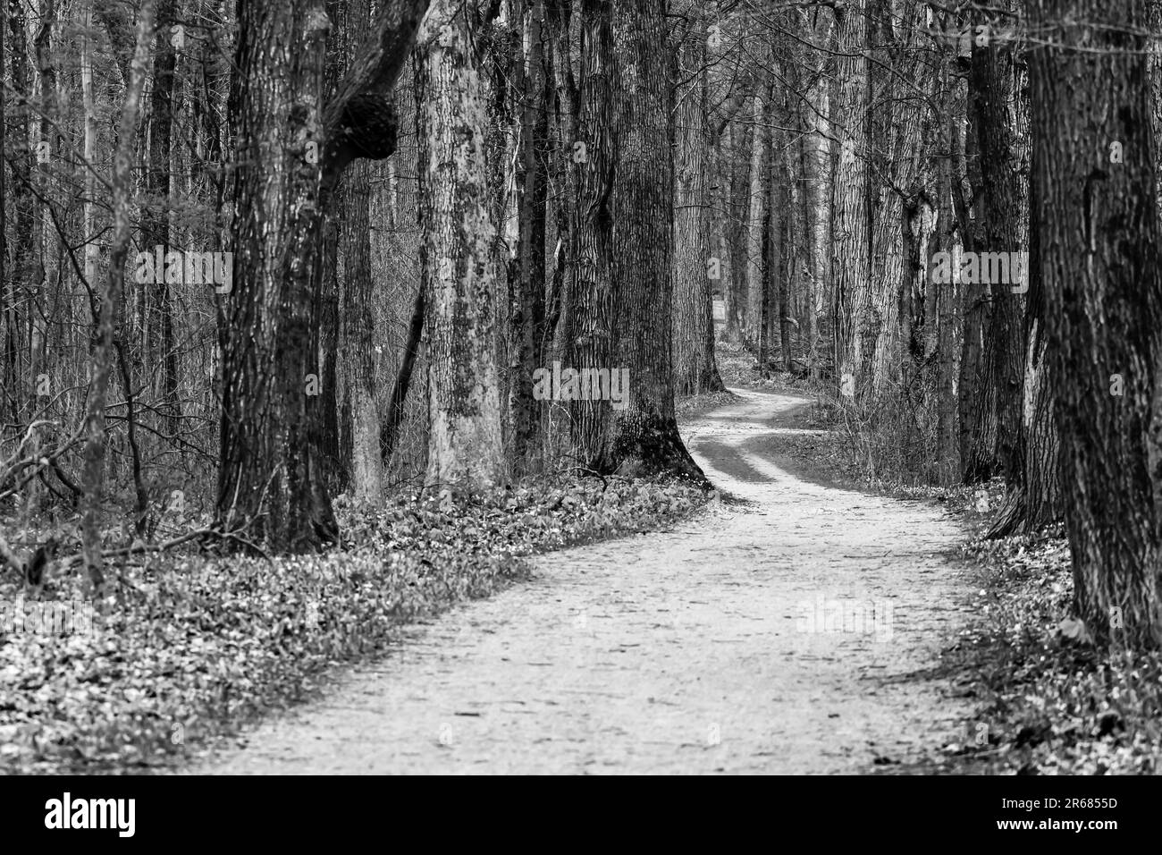 Dirt walking trail winding hi-res stock photography and images - Alamy