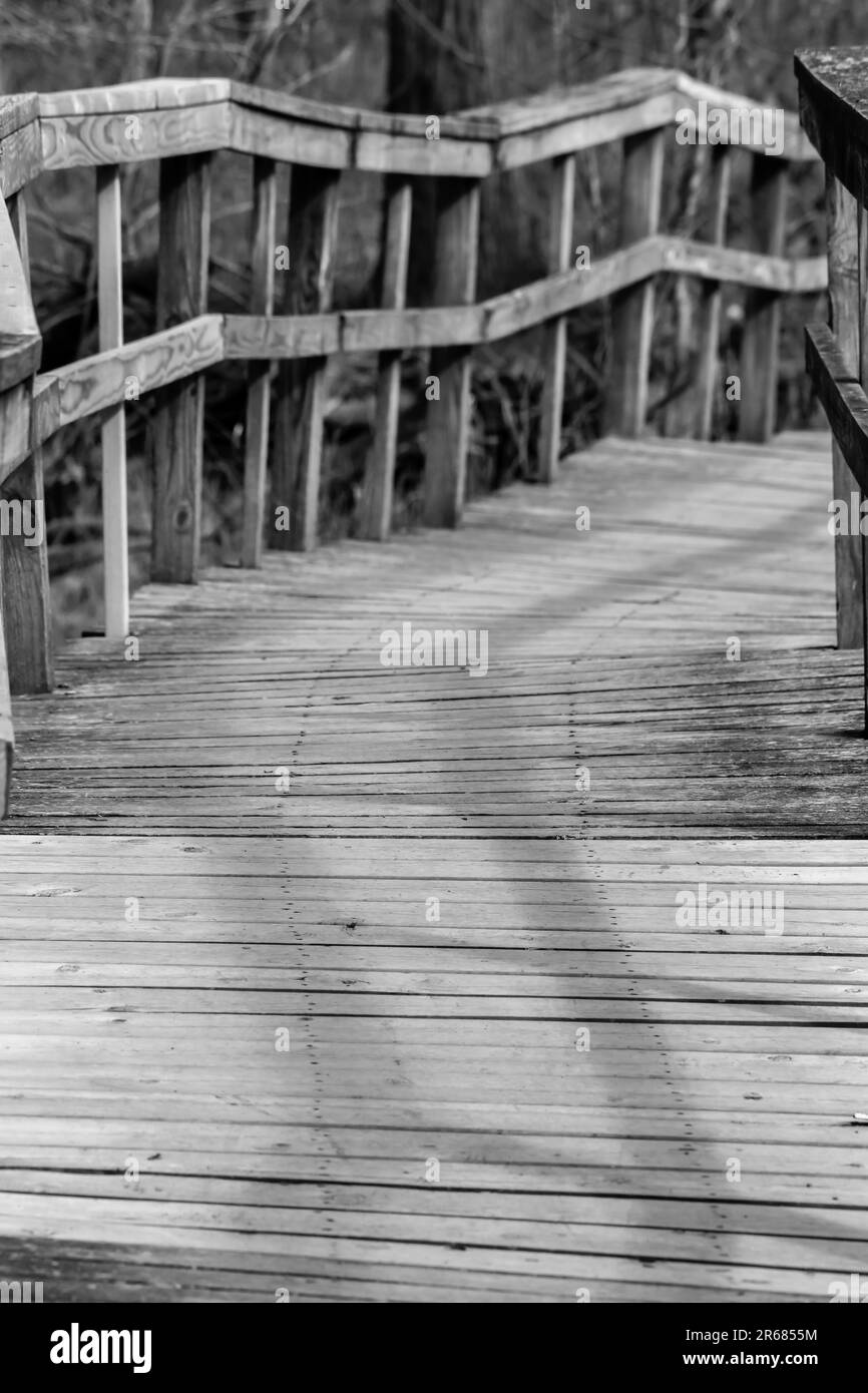Wooden boardwalk foot bridge with railing through the wooded hiking ...