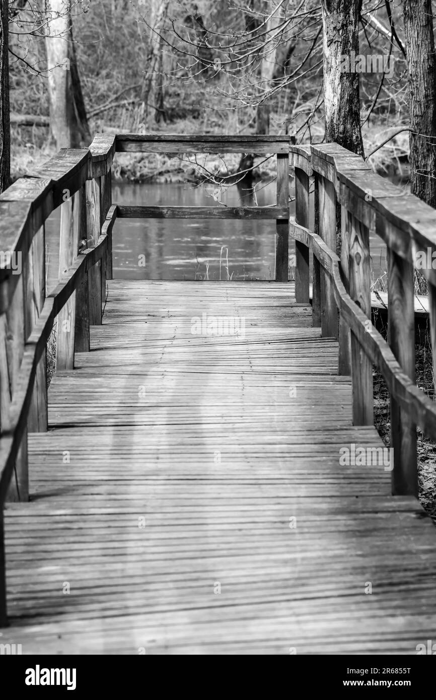 Wooden boardwalk foot bridge with railing through the wooded hiking ...