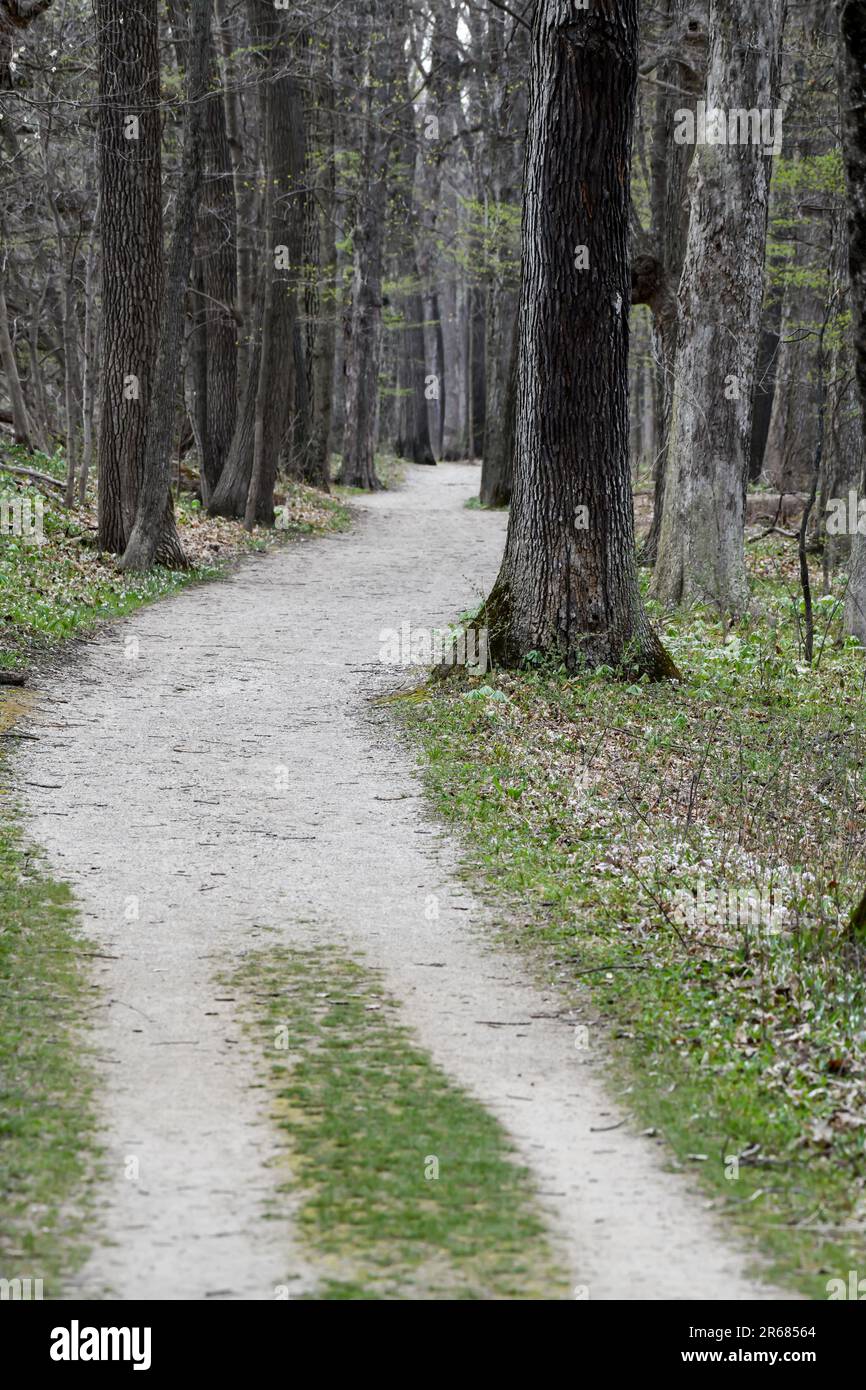 Winding empty dirt path hiking trail through the wooded tree area Stock Photo - Alamy