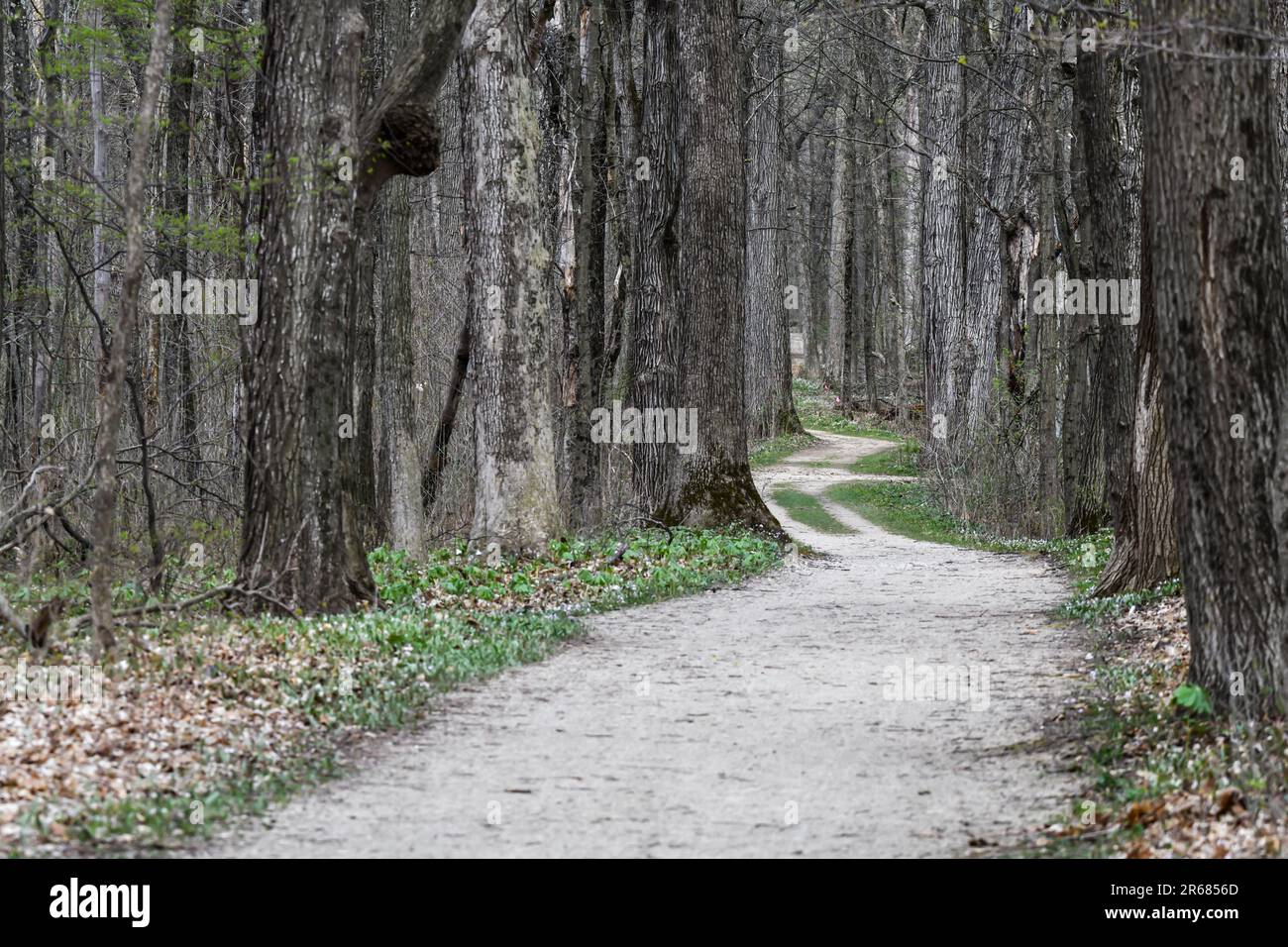 Winding empty dirt path hiking trail through the wooded tree area Stock Photo - Alamy