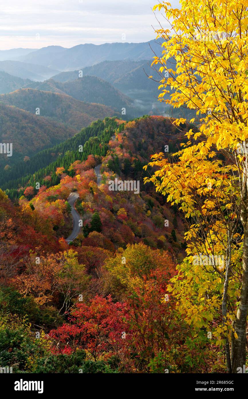 Autumn Leaves at Onyu Pass Stock Photo - Alamy