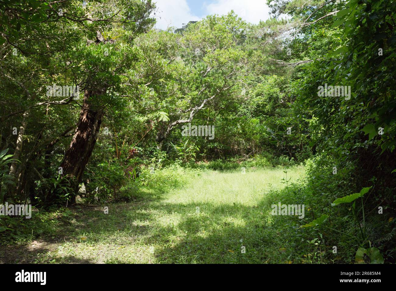 Yanbaru no mori hi-res stock photography and images - Alamy