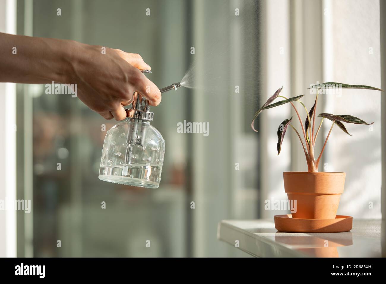Woman sprays plant in flower pot. Female hand spraying water on ...