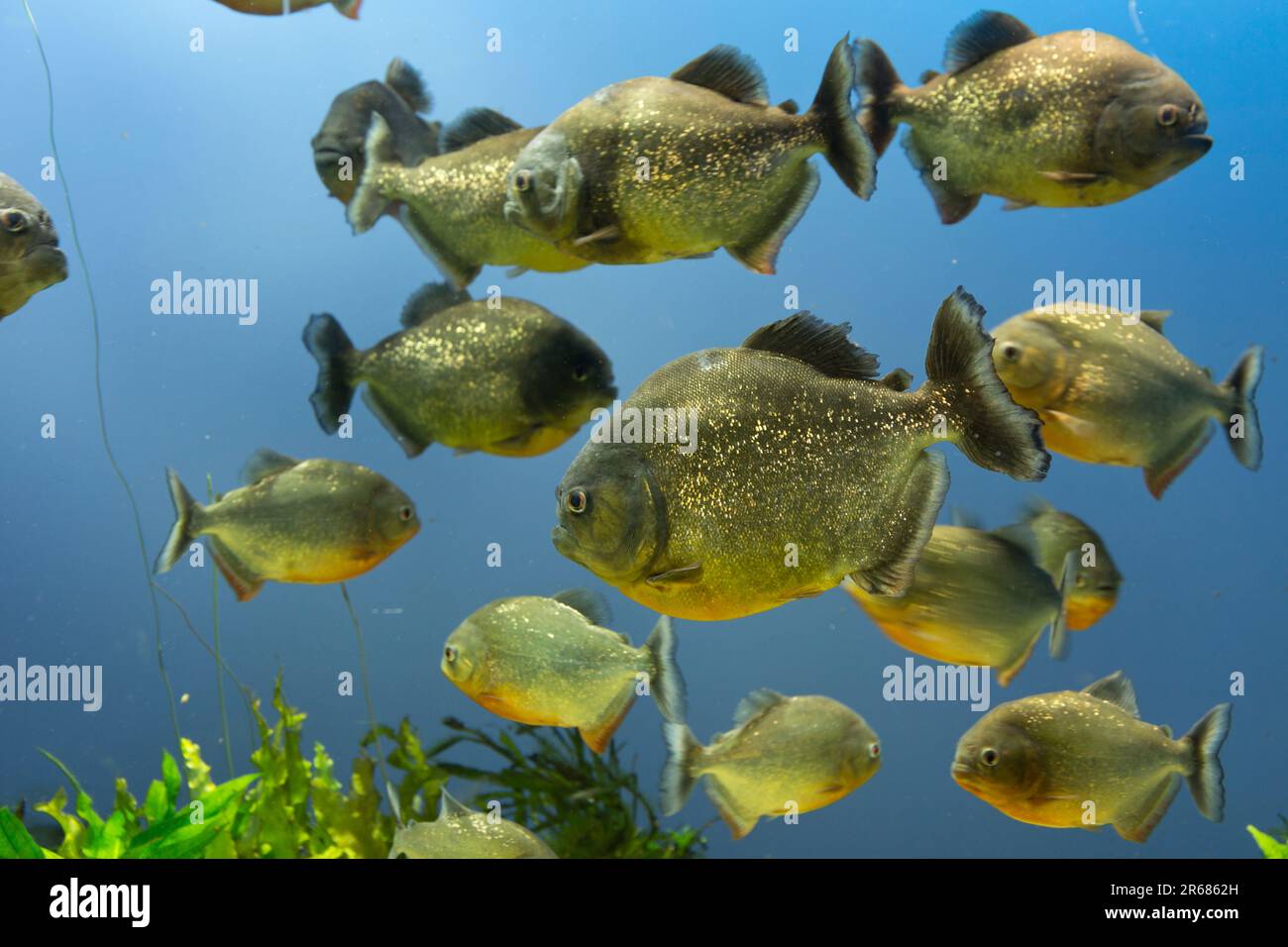 Piranha fish aquarium hi-res stock photography and images - Alamy