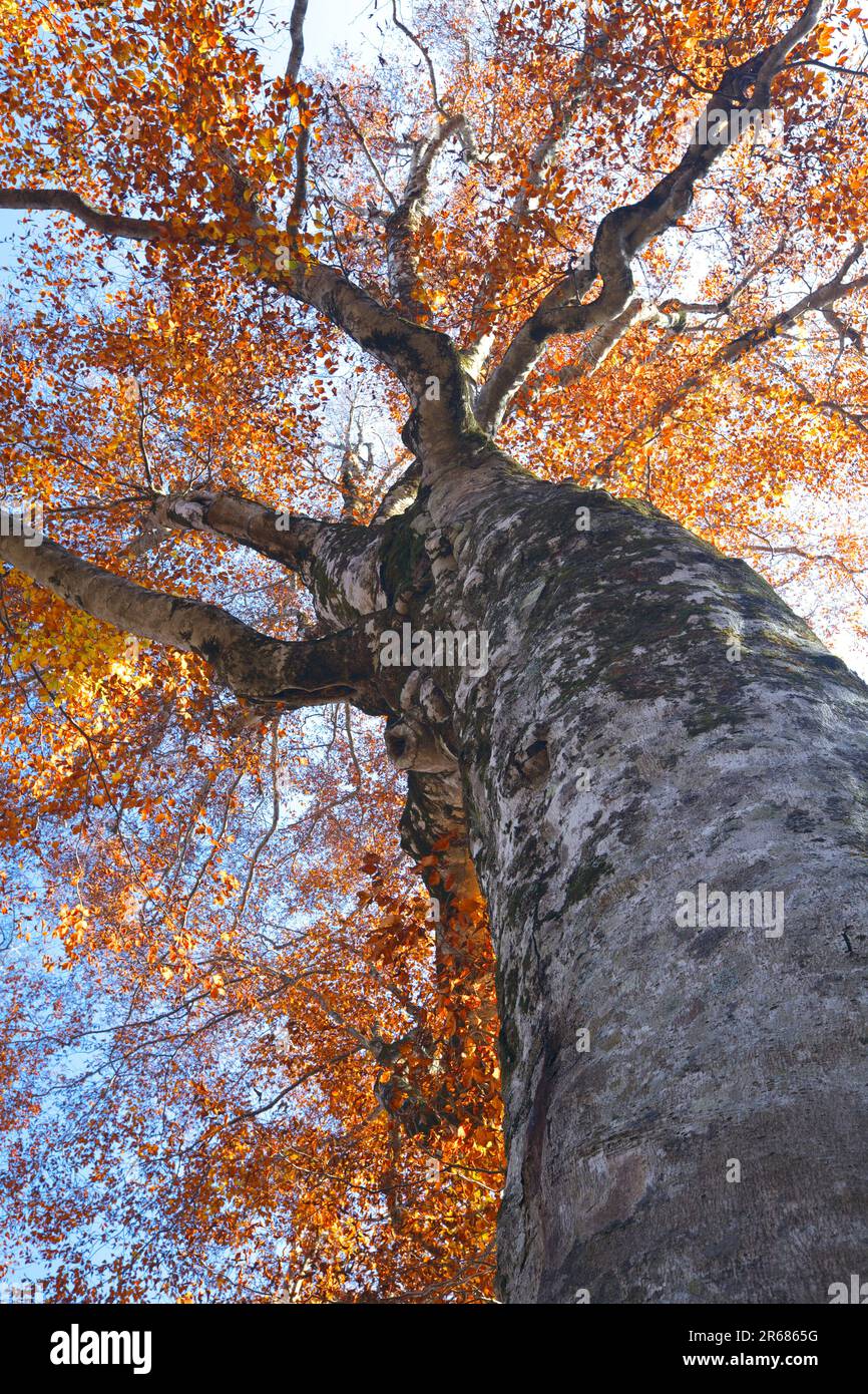 Autumn leaves of a giant beech tree Stock Photo - Alamy