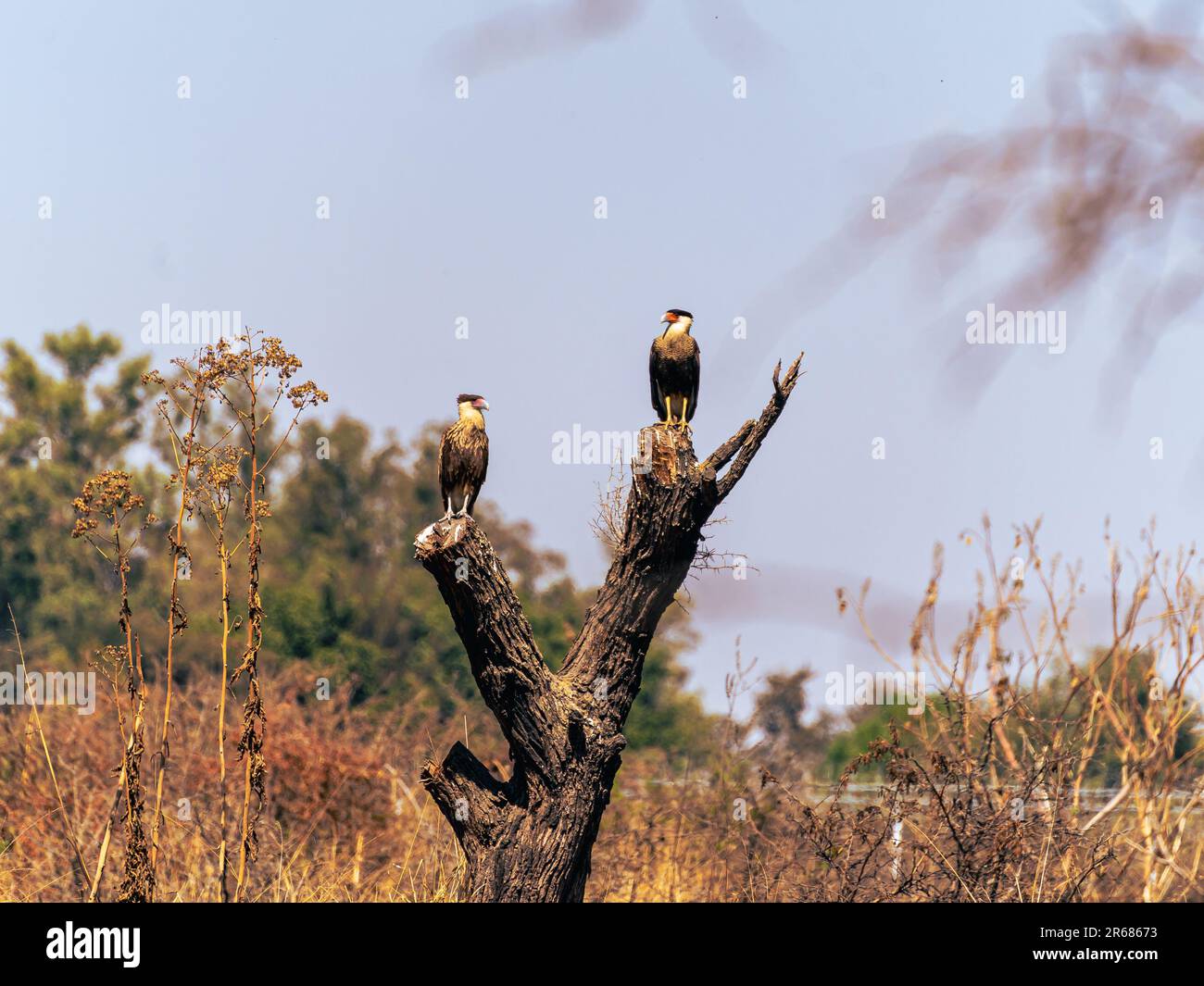 Mexican eagle hi-res stock photography and images - Alamy