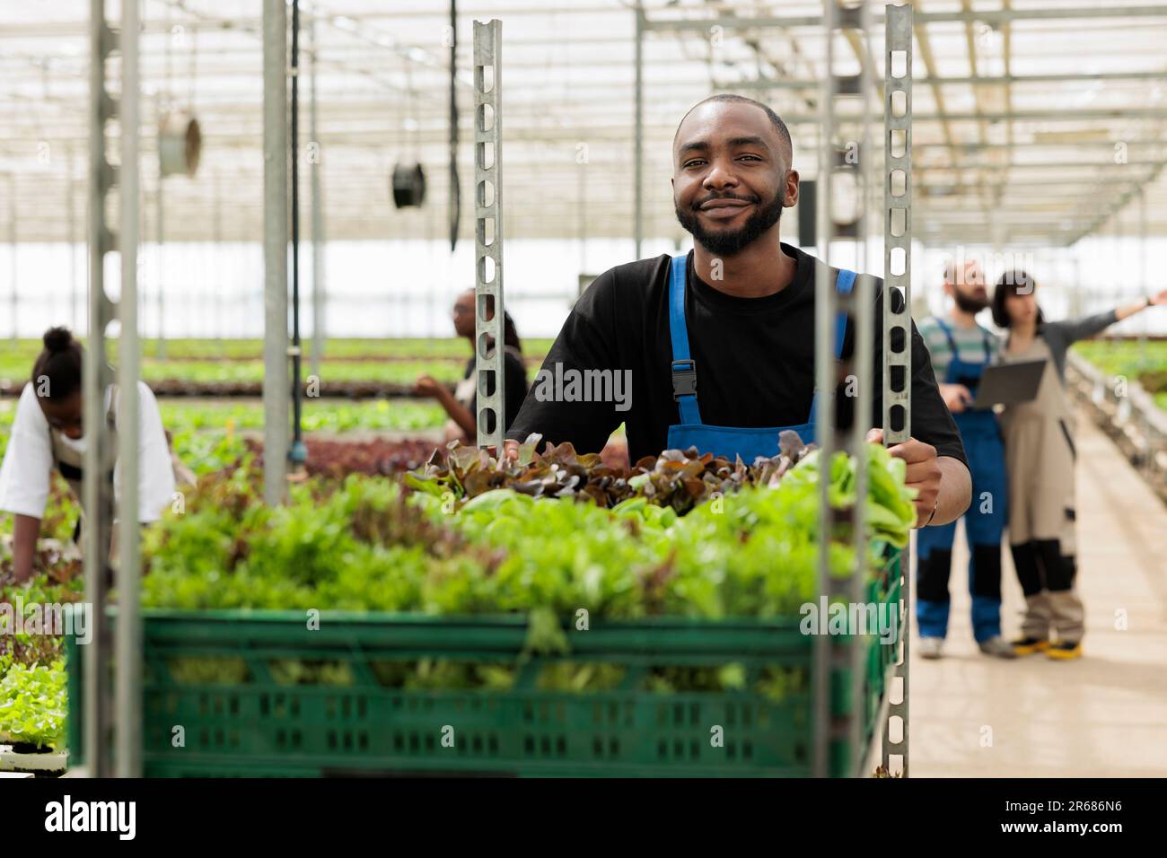 Farmer pushing freshly harvested crops cart in bio greenhouse using ...