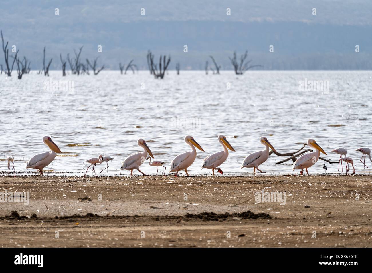 Pelicans march in a single file line along the shore of Lake Nakuru ...