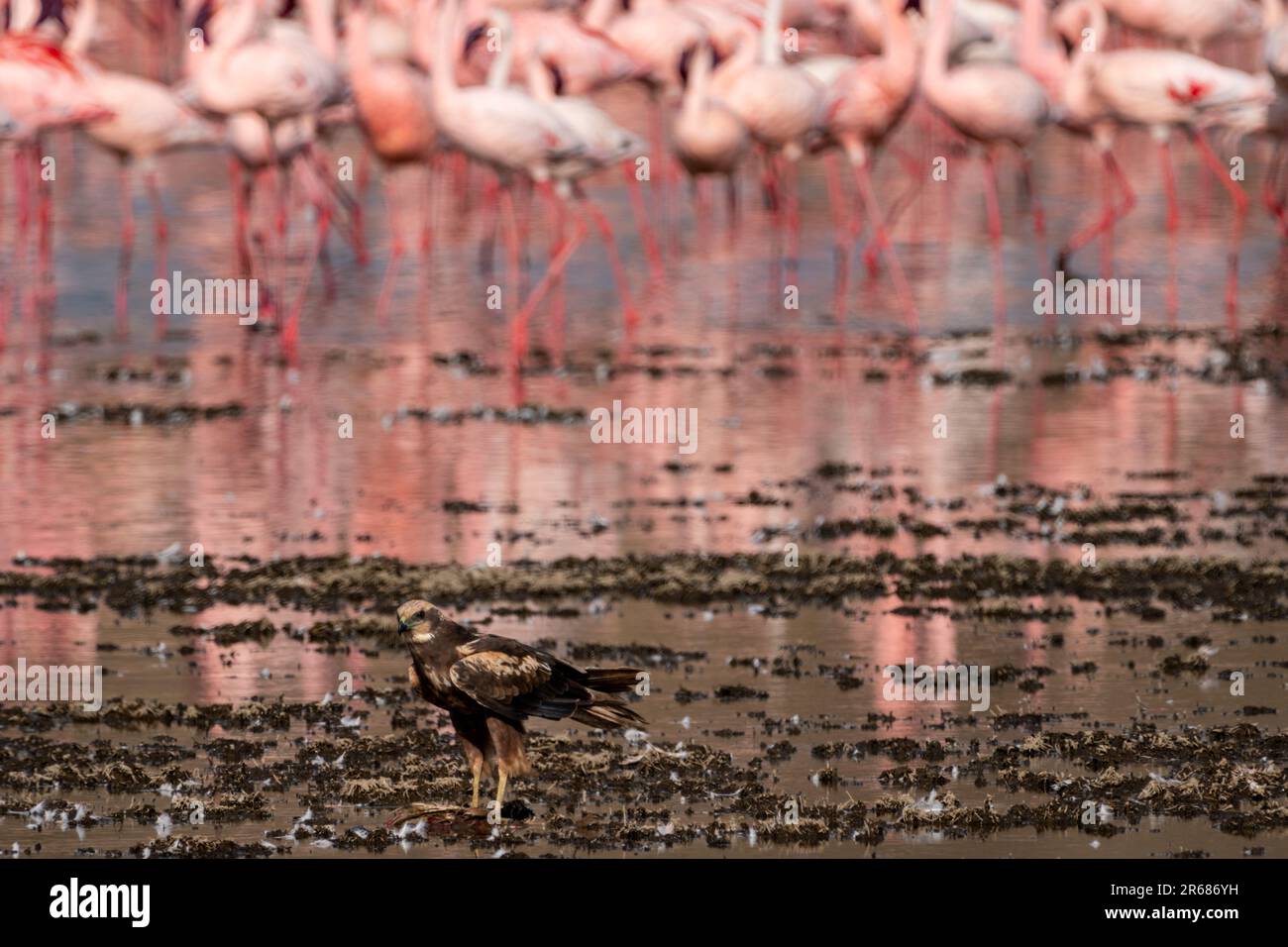 Western marsh harrier hawk at Lake Nakuru National Park, with the ...