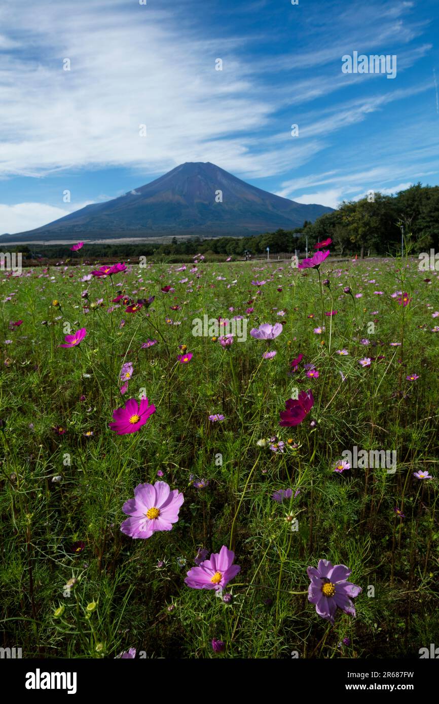 Cosmos flower field and Mt. Fuji Stock Photo - Alamy