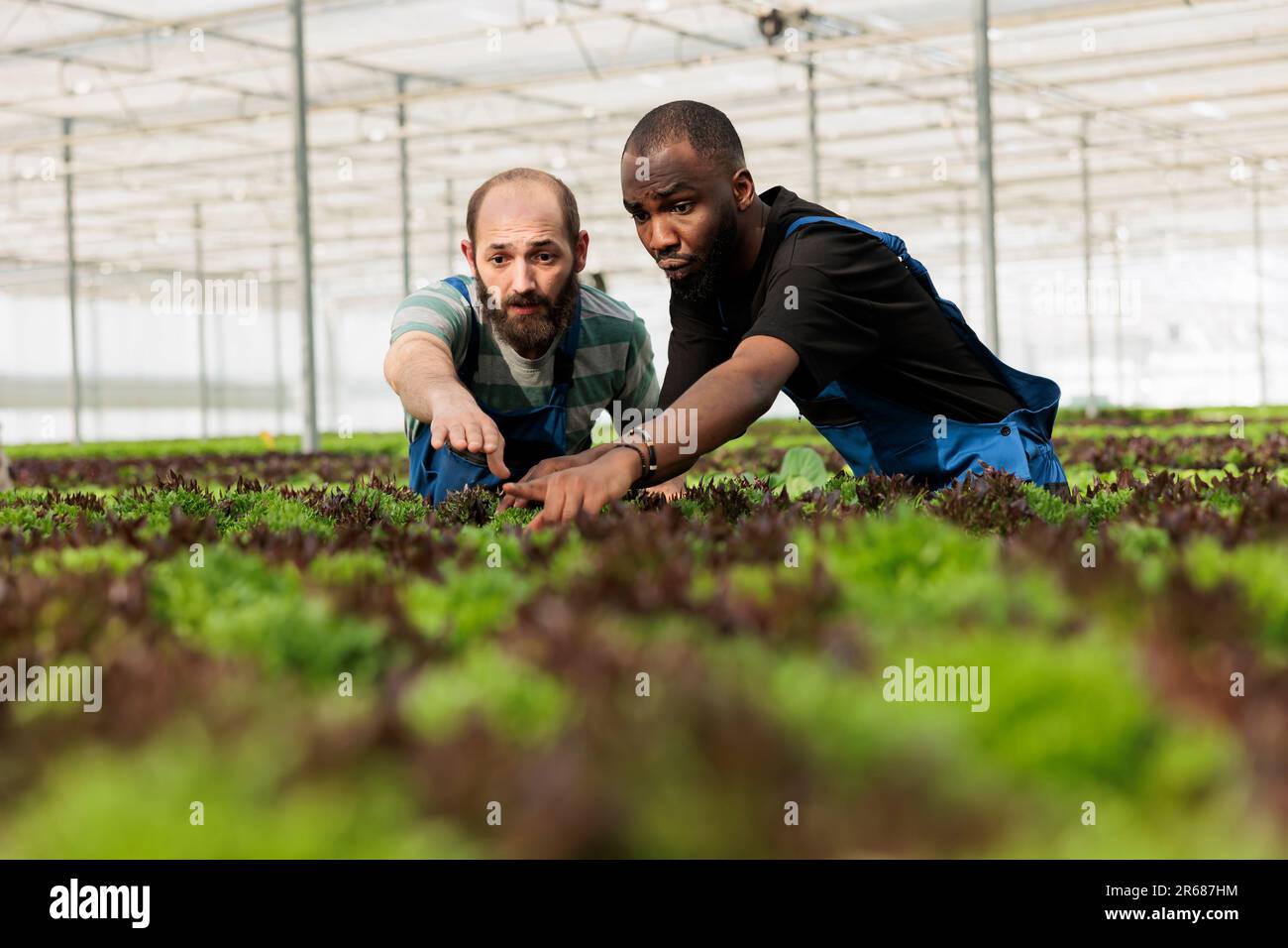 Teamworking farm workers carefully inspecting vegetable plantation crop ...