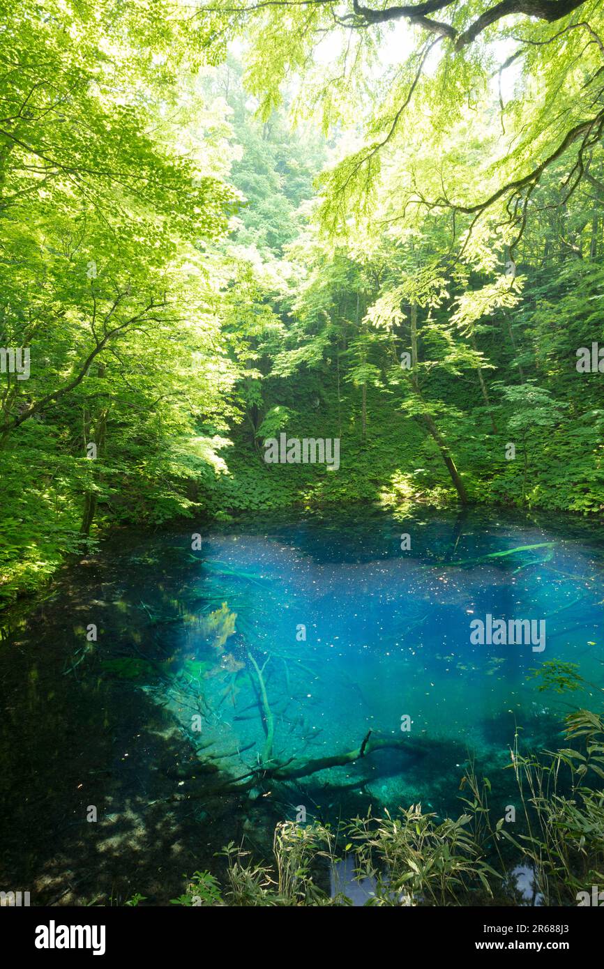 Aoike of fresh green Stock Photo - Alamy