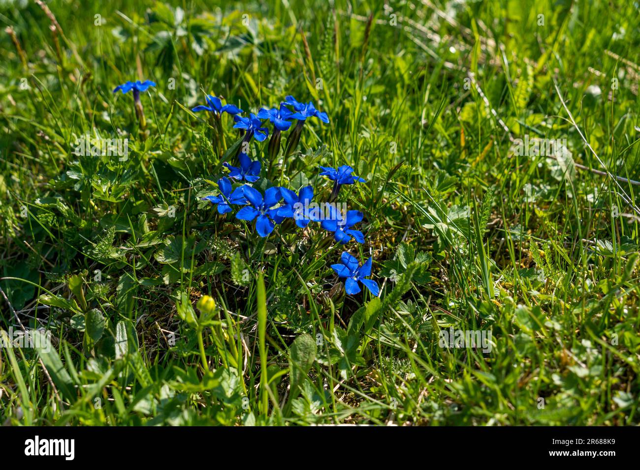 Beautiful Spring Hike at the Nagelfluhkette in Allgau from Gunzesried ...