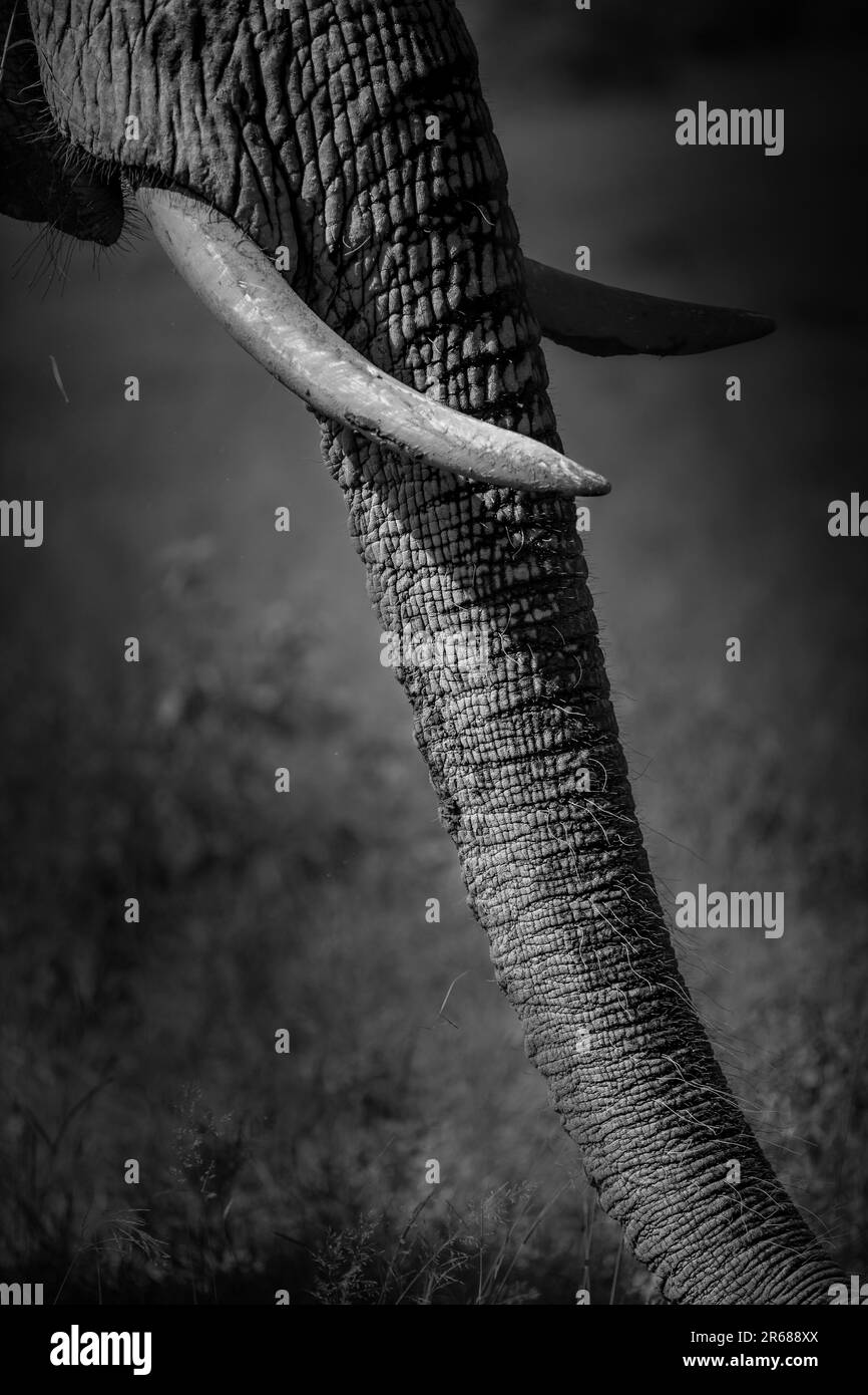 A majestic African elephant walks across the plains with its trunk ...