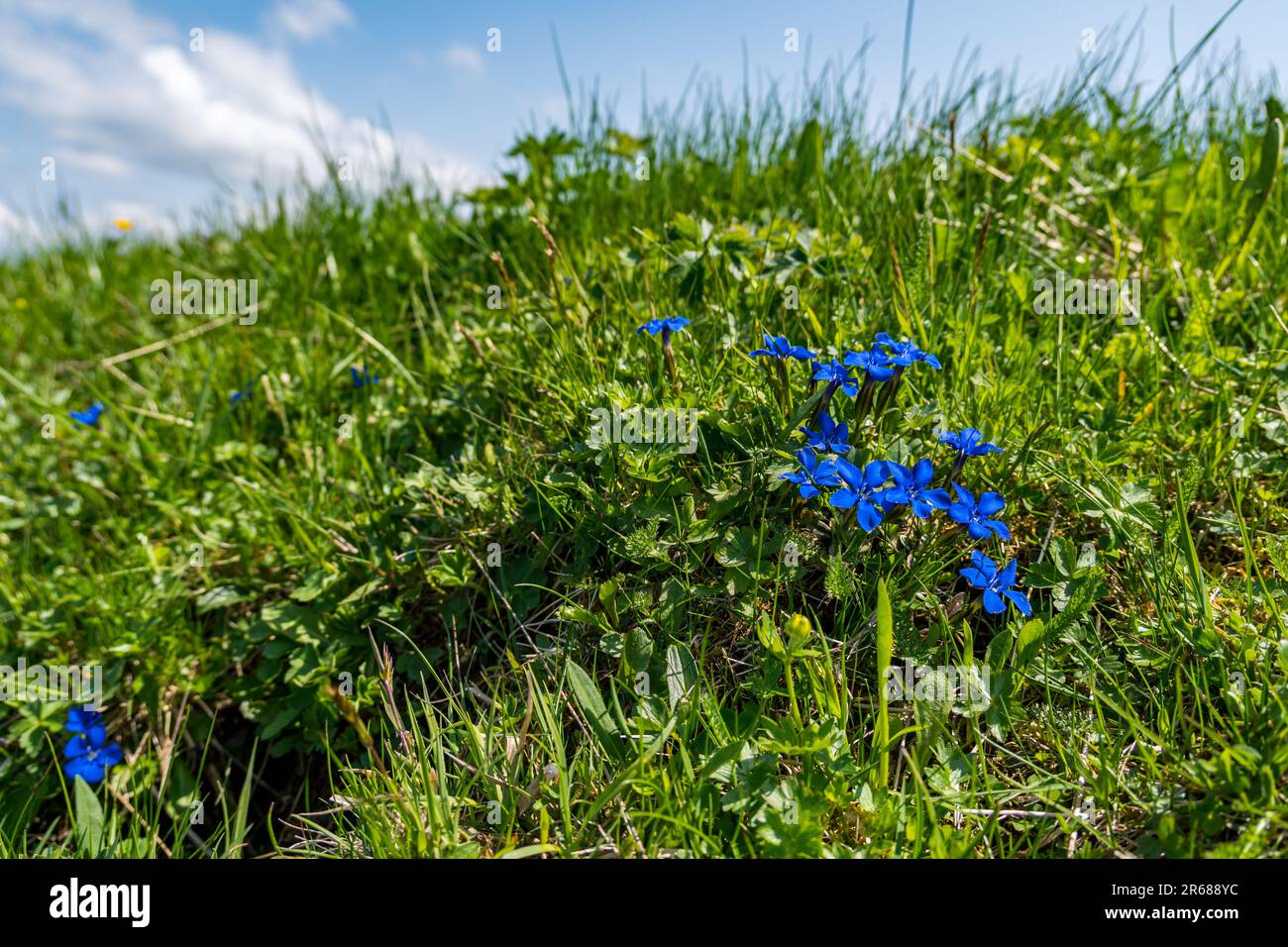 Beautiful Spring Hike at the Nagelfluhkette in Allgau from Gunzesried ...