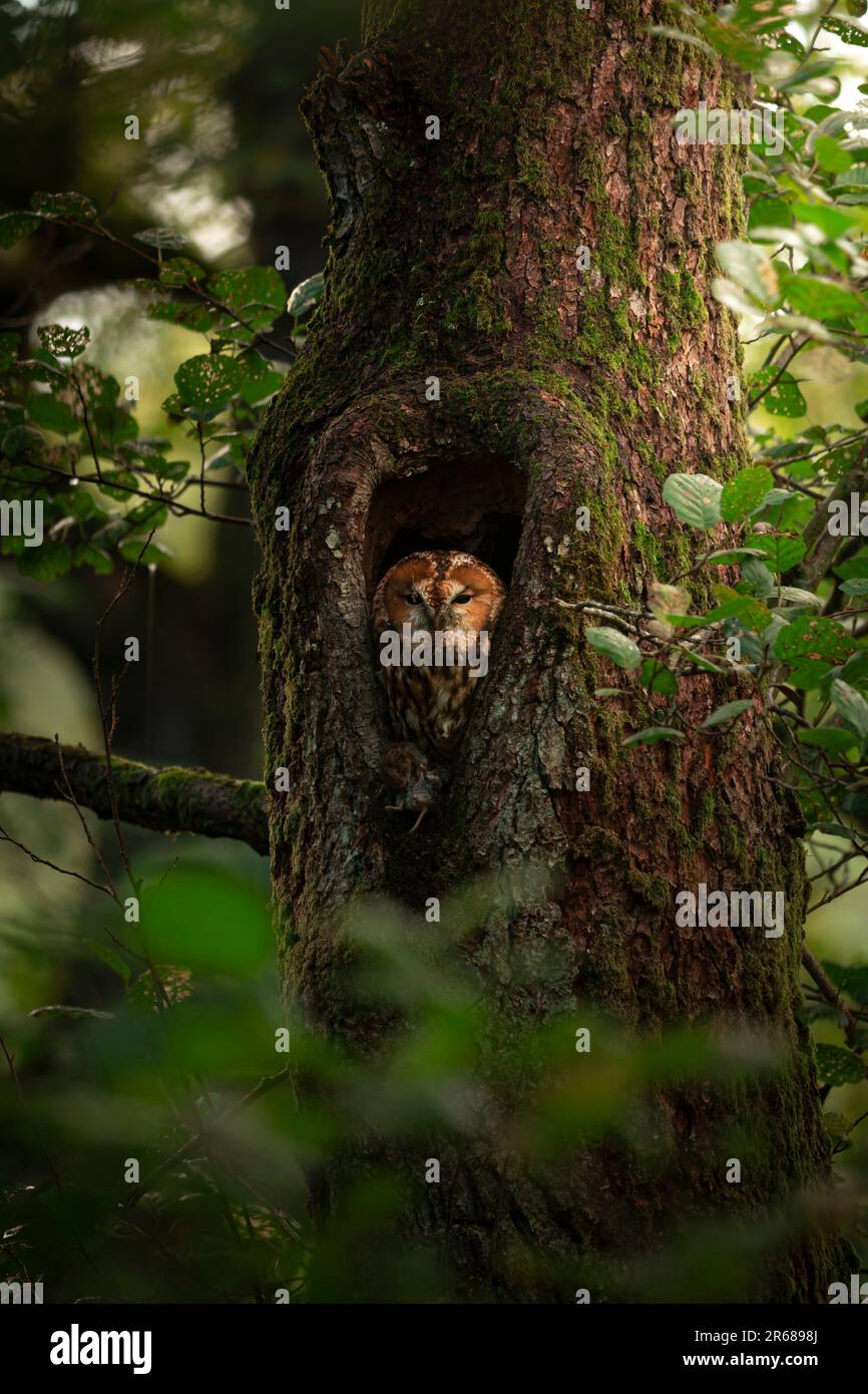 Dead tawny owl hi-res stock photography and images - Alamy