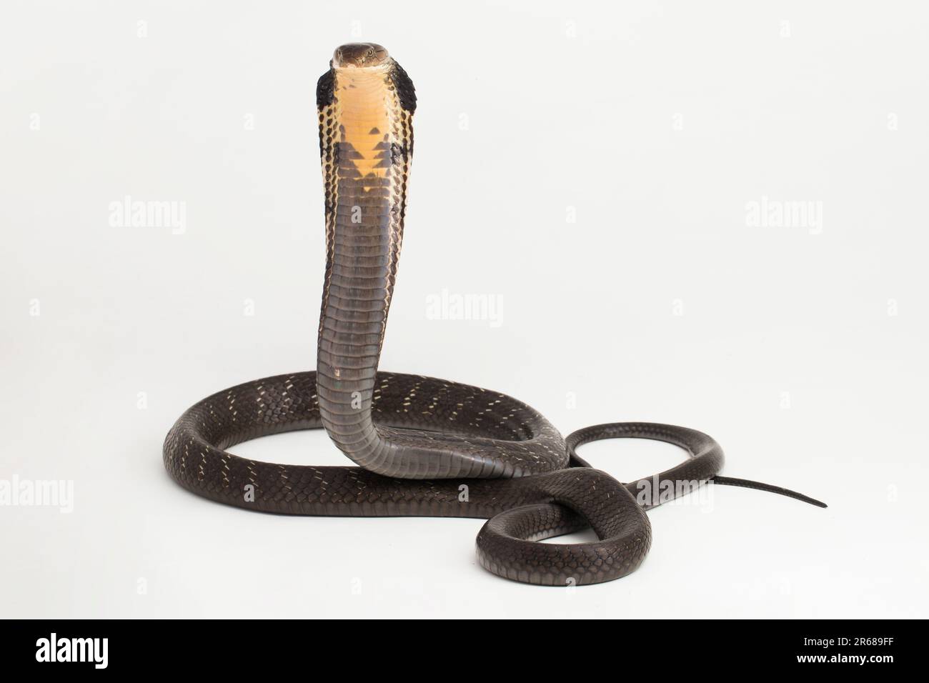 Indian King Cobra Snake Wallpaper