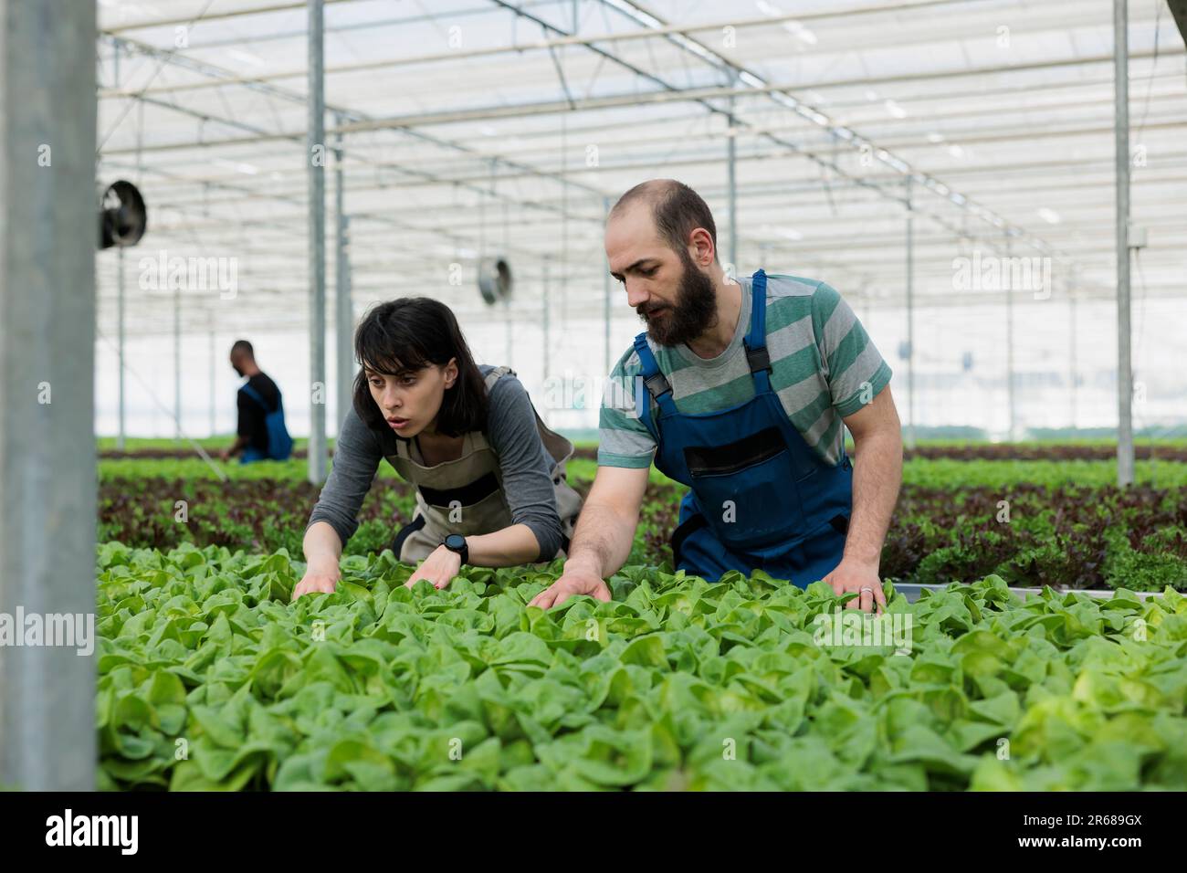 Teamworking farmers carefully checking green lettuce plantation crop ...