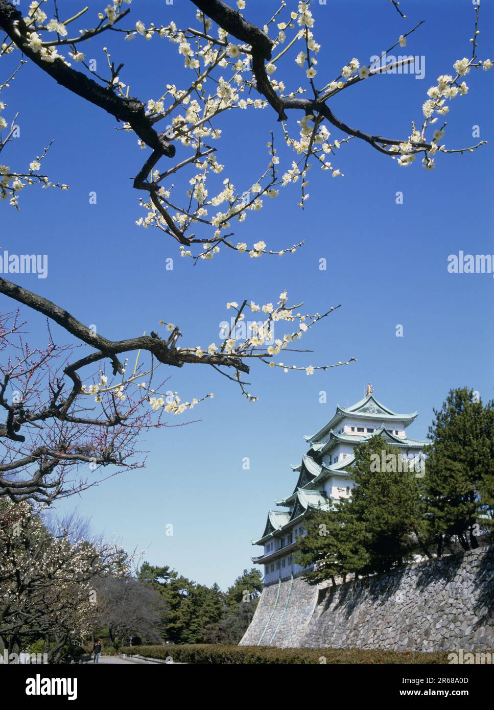 Ume garden hi-res stock photography and images - Alamy