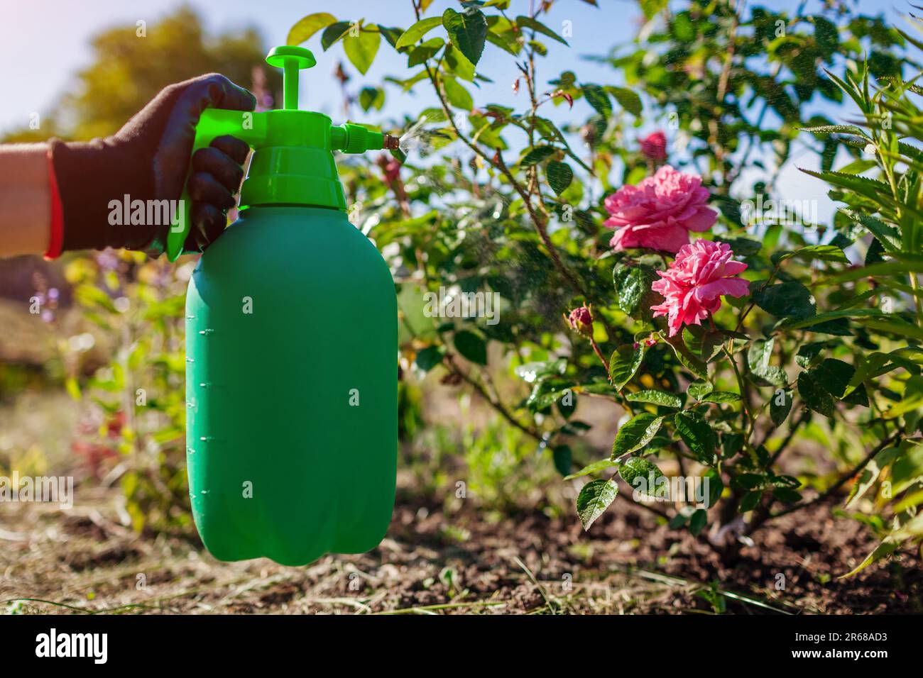 Protecting plants from fungus with atomizer. Gardener sprays blooming ...