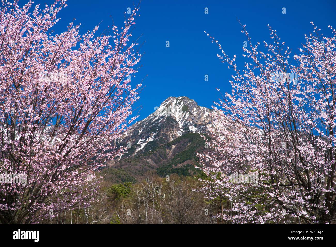 Cherry blossoms and the Yatsugatake mountain range Stock Photo - Alamy