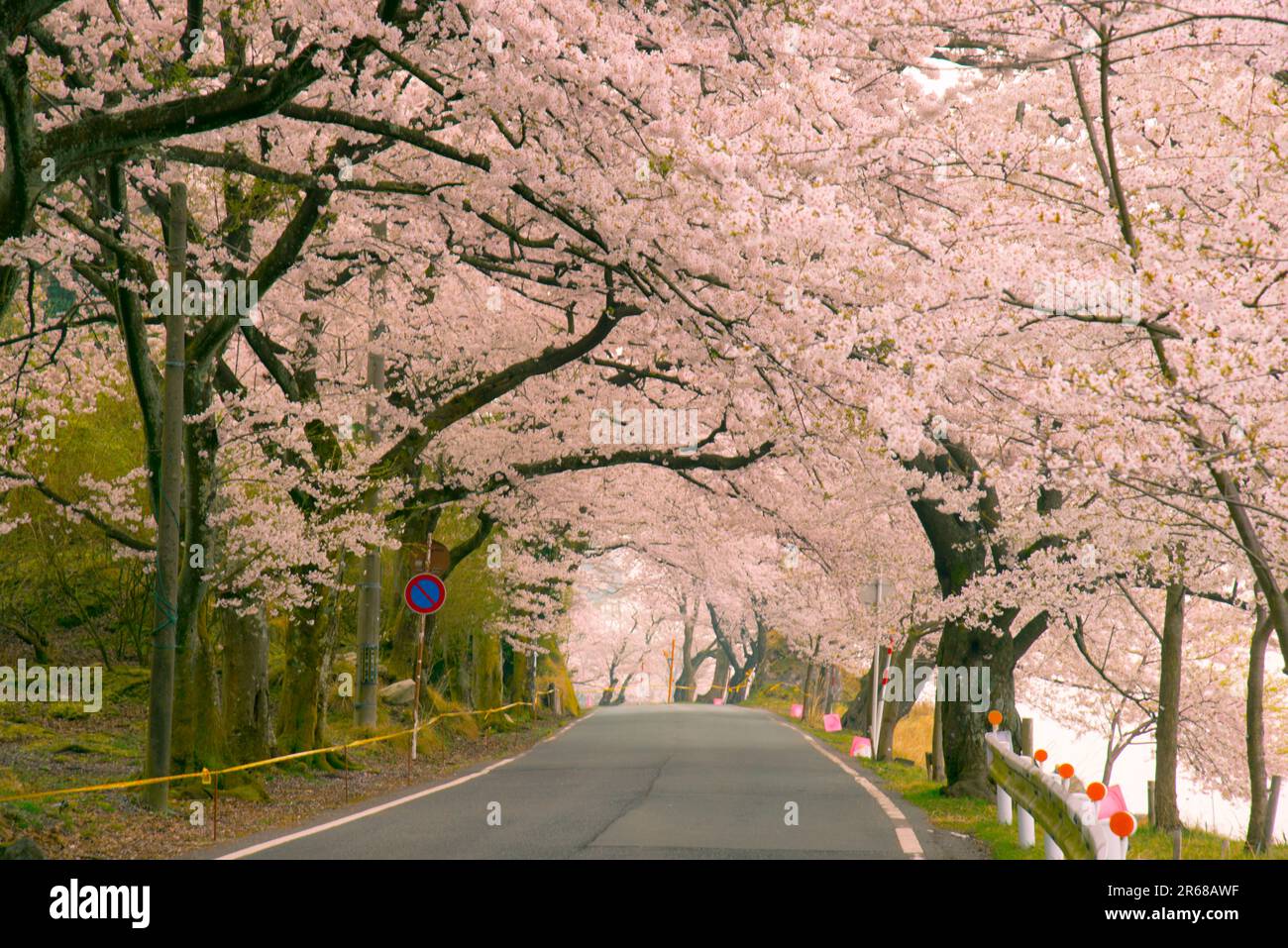 Row of cherry trees in Kaizu-Osaki Stock Photo - Alamy