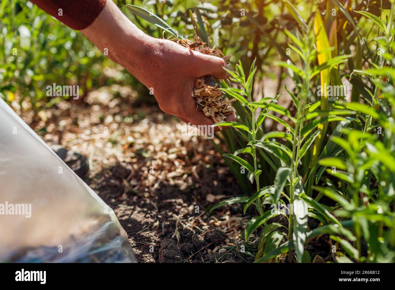 Gardener mulching summer garden with shredded wood mulch. Man puts ...
