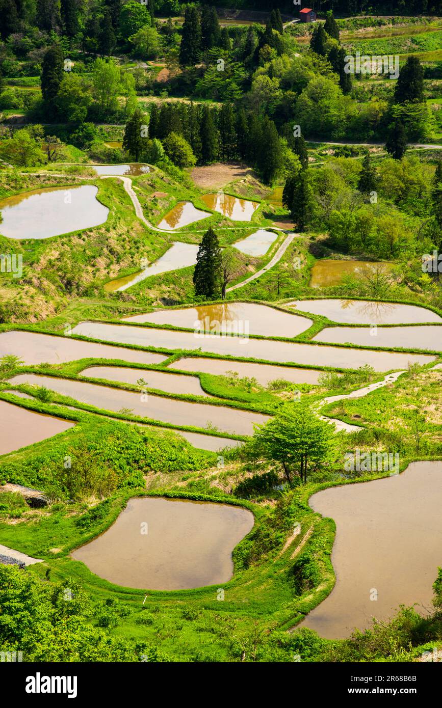 Rice terraces of Hoshitoge Stock Photo - Alamy