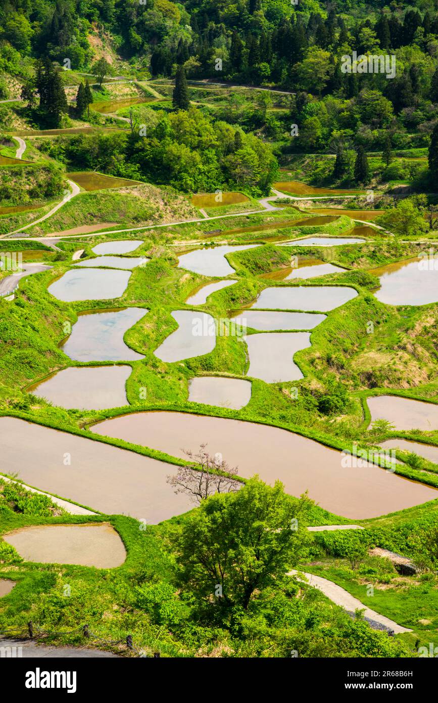 Rice terraces of Hoshitoge Stock Photo - Alamy