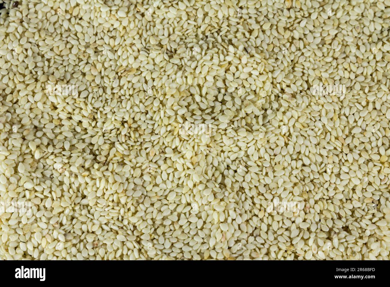 Picture of white sesame seeds on a background. Sesame is a plant in the ...