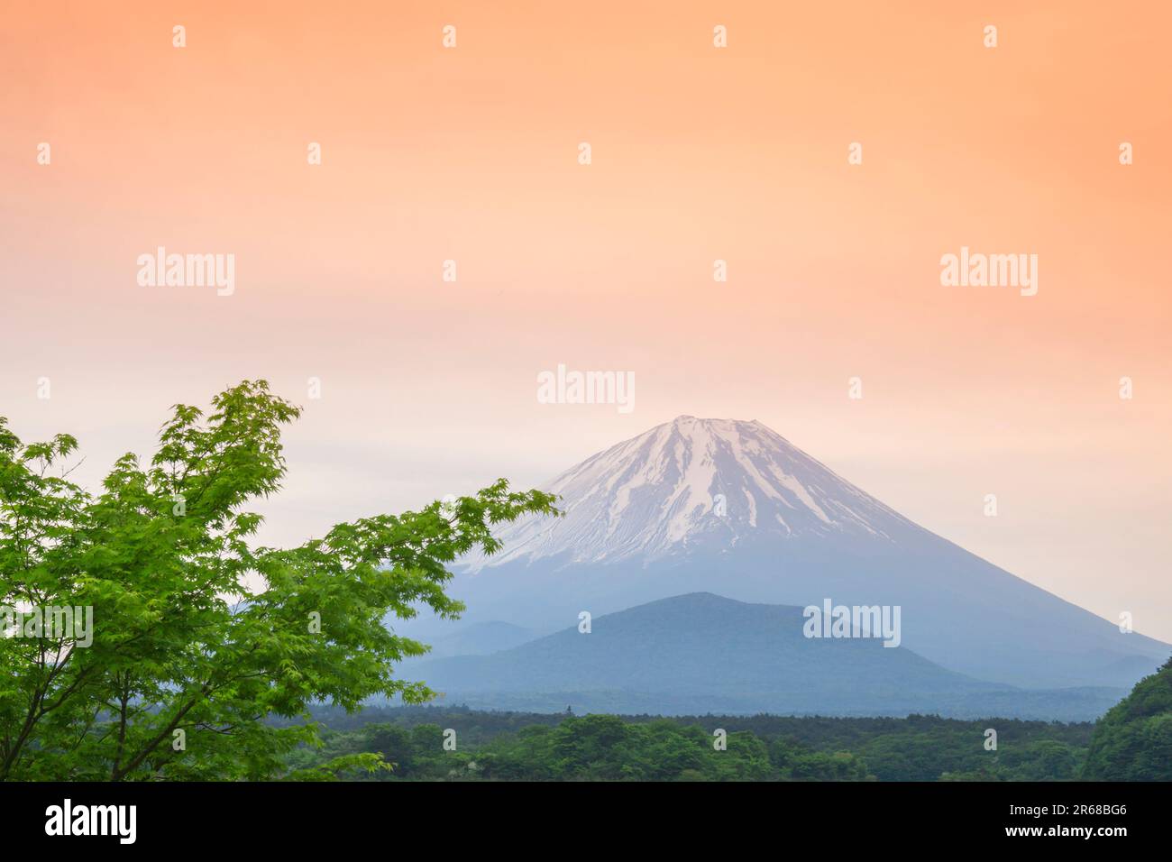 Fresh green forest and Mt. Fuji Stock Photo - Alamy