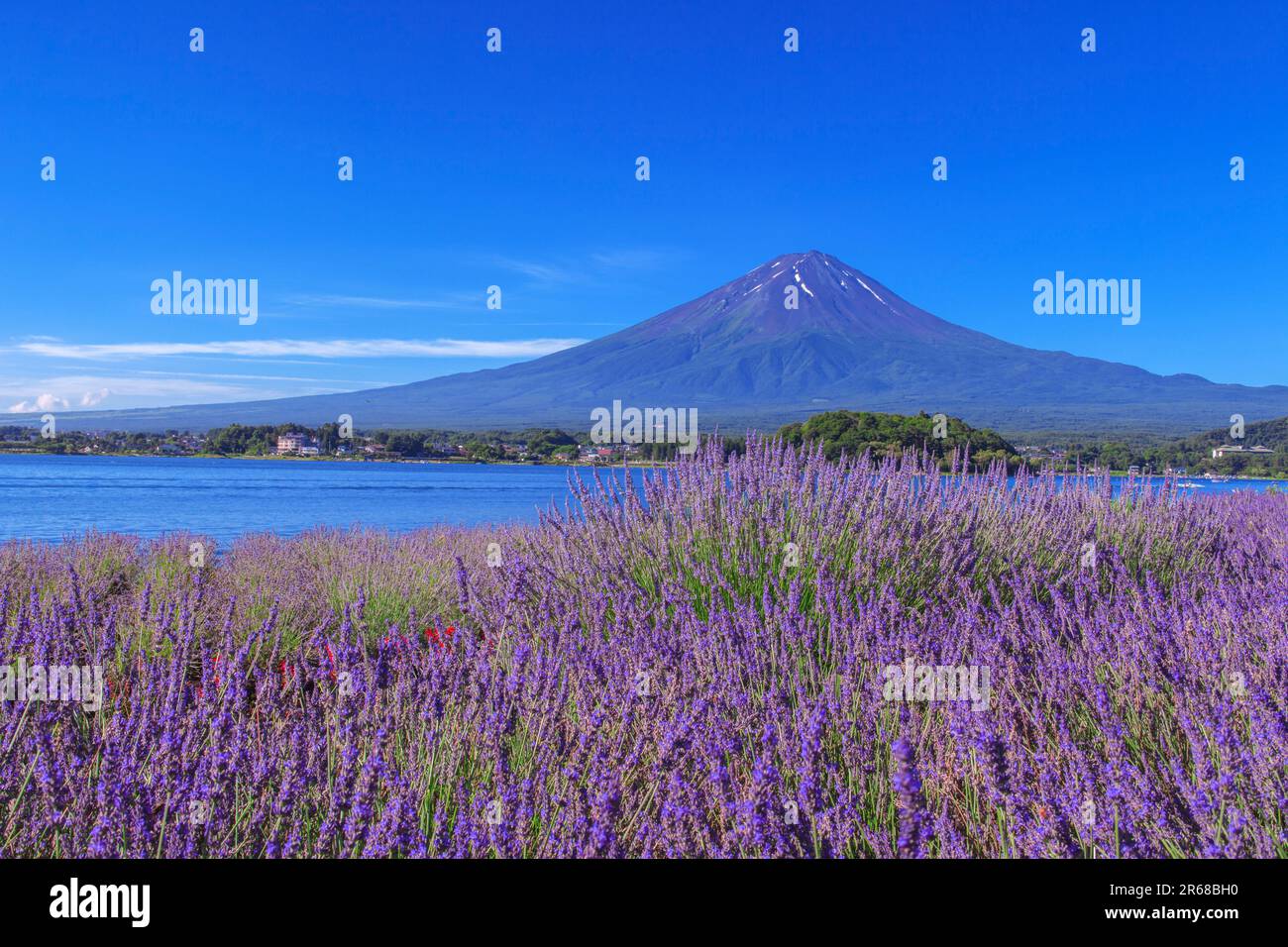 Mt. Fuji and Lake Kawaguchi lavender blooming Stock Photo - Alamy