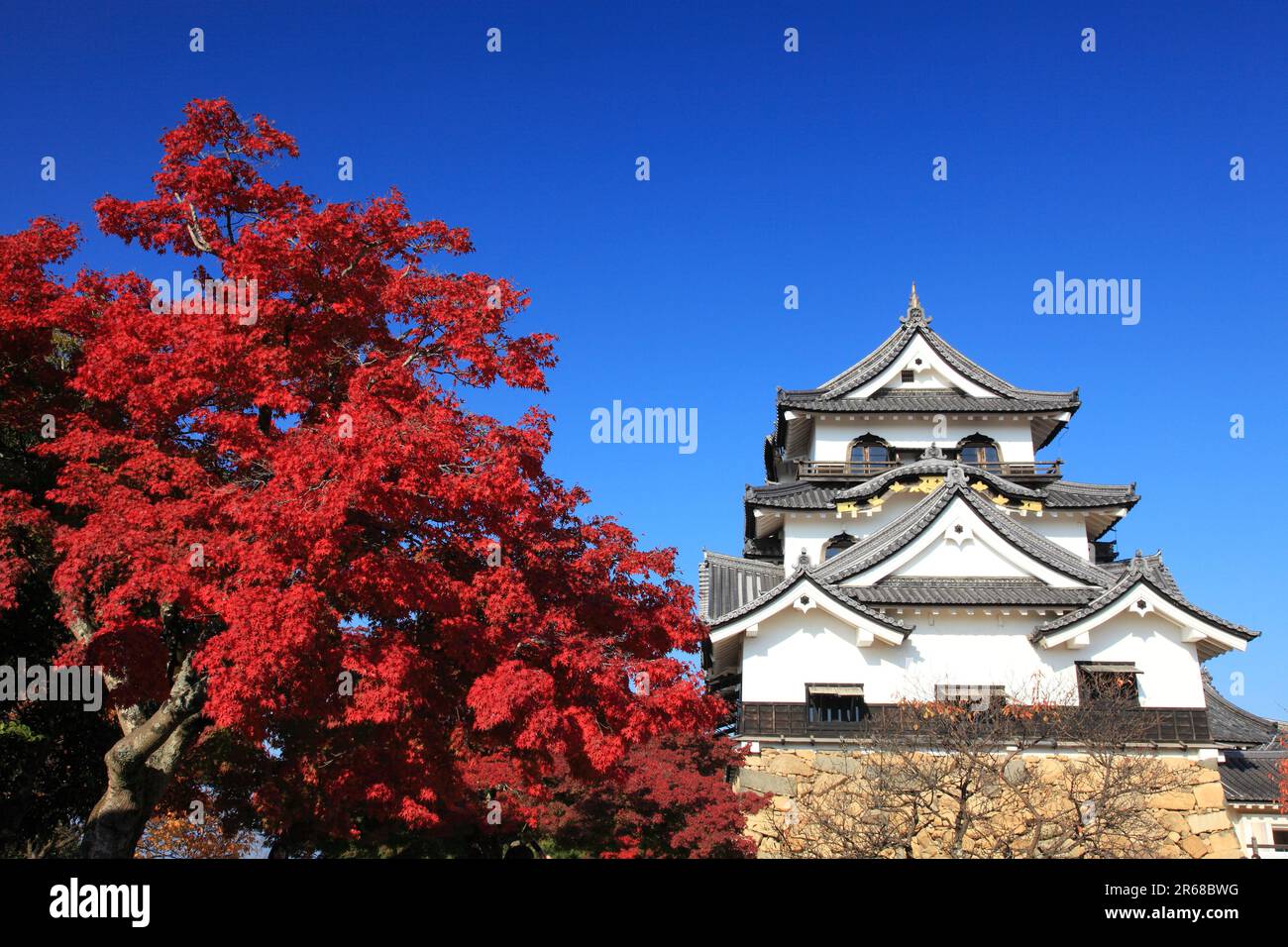 Hikone Castle Keep and Autumn Leaves Stock Photo - Alamy