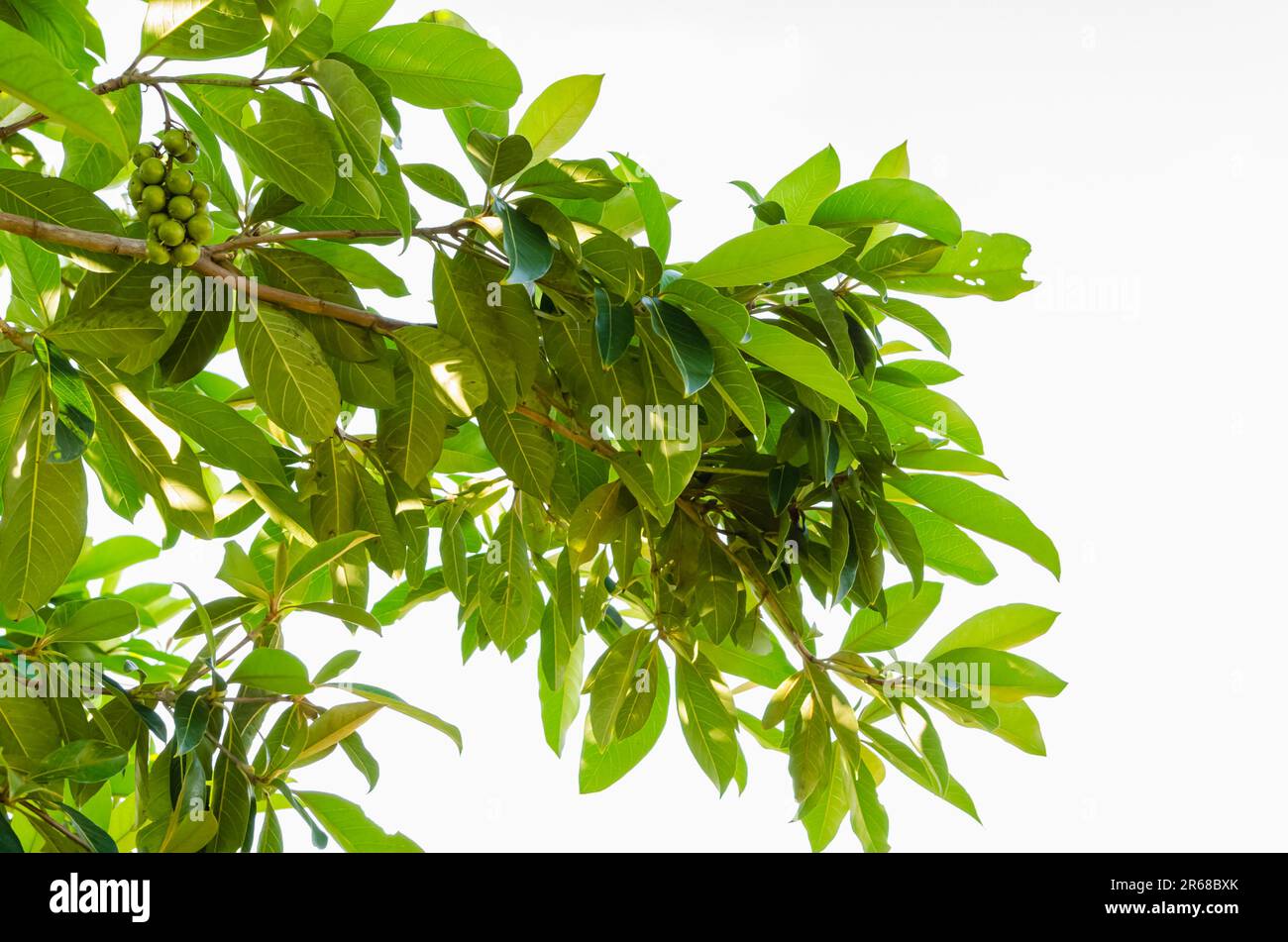 Byrsonima Crassifolia Hogberry Branch Stock Photo - Alamy