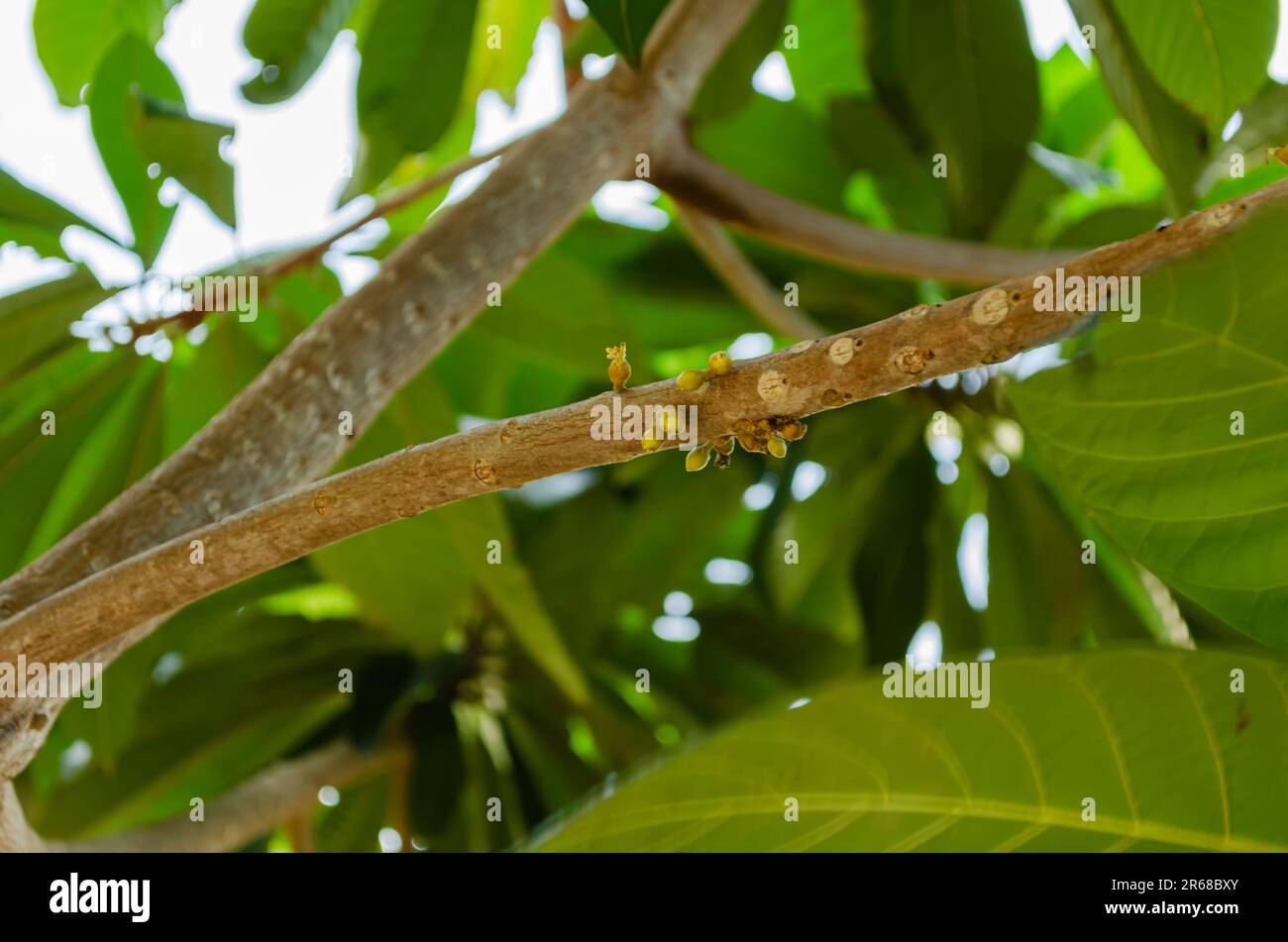Mamey sapote tree hi-res stock photography and images - Alamy