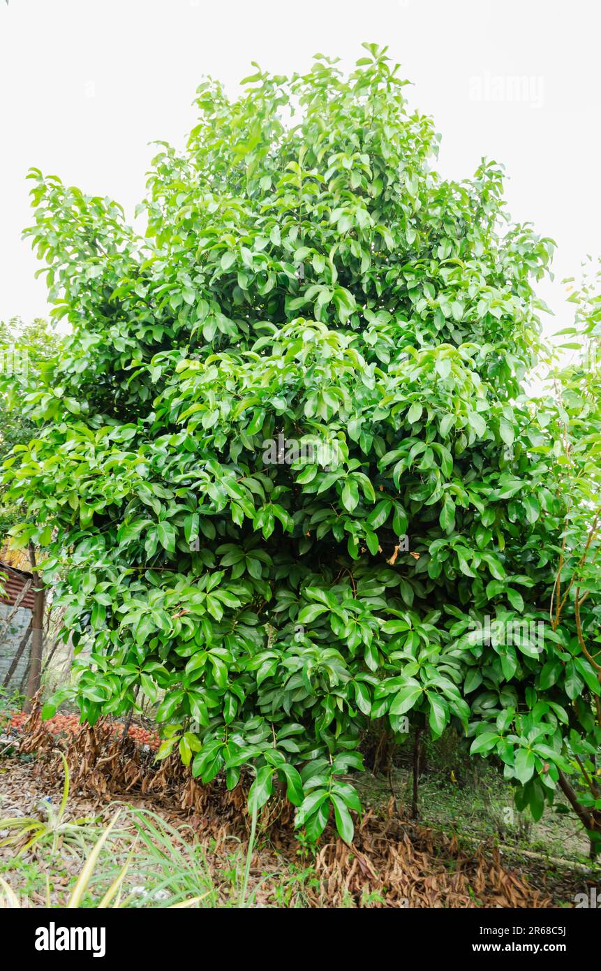 Otaheite Apple Tree Stock Photo - Alamy