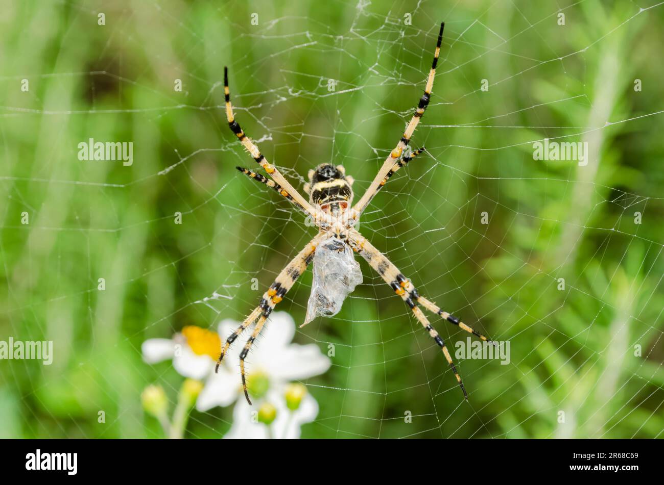 Araneidae arachnid web prey hi-res stock photography and images - Alamy