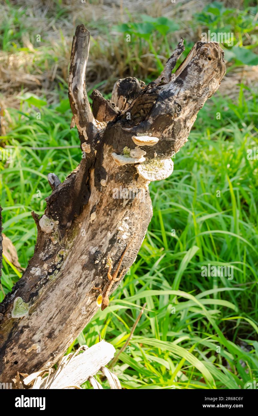 Old Burnt Tree Stump With Lizard And Mushrooms Stock Photo - Alamy
