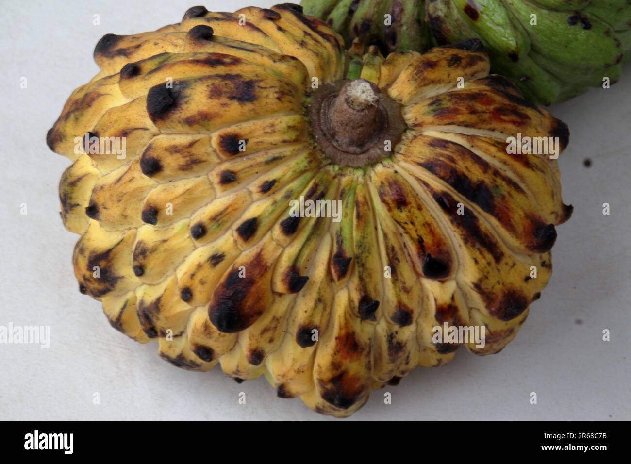 Green Atemoya and yellow fruta do conde, cientific name annona squamosa ...