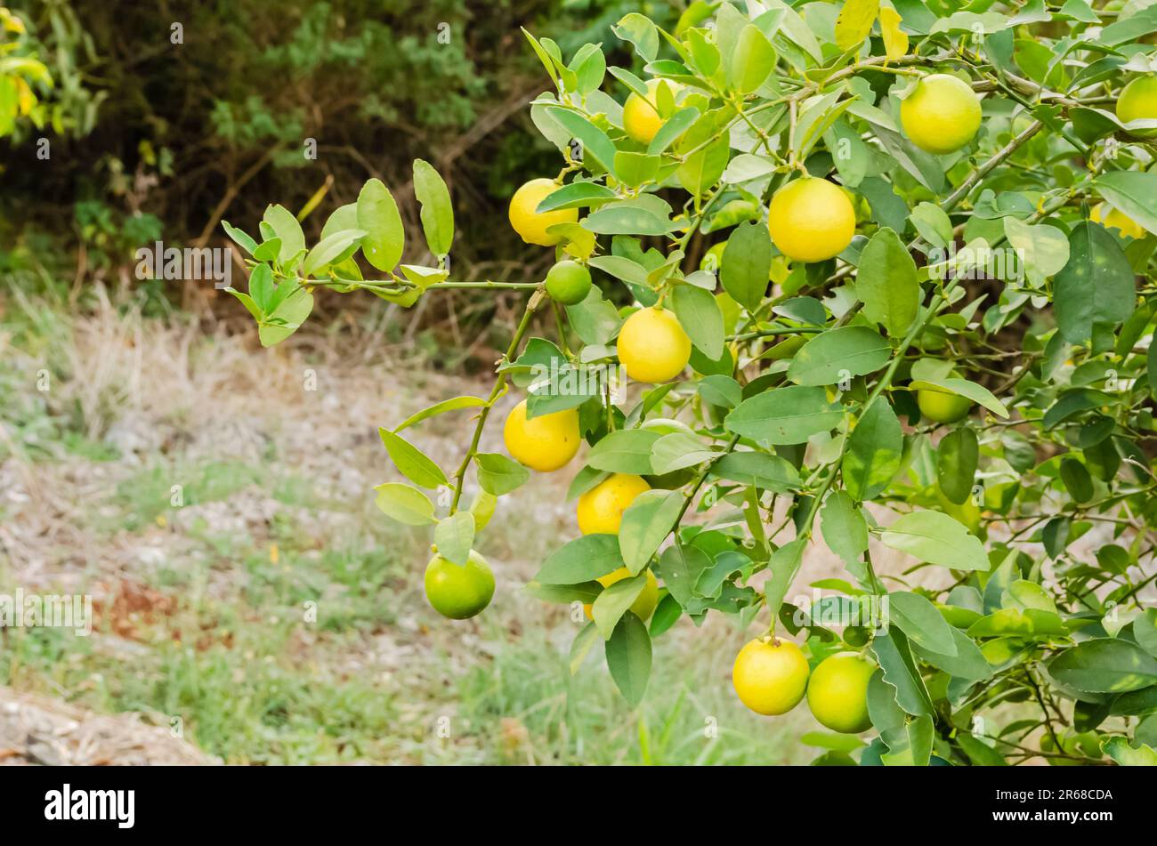 Mature lime tree hi-res stock photography and images - Alamy