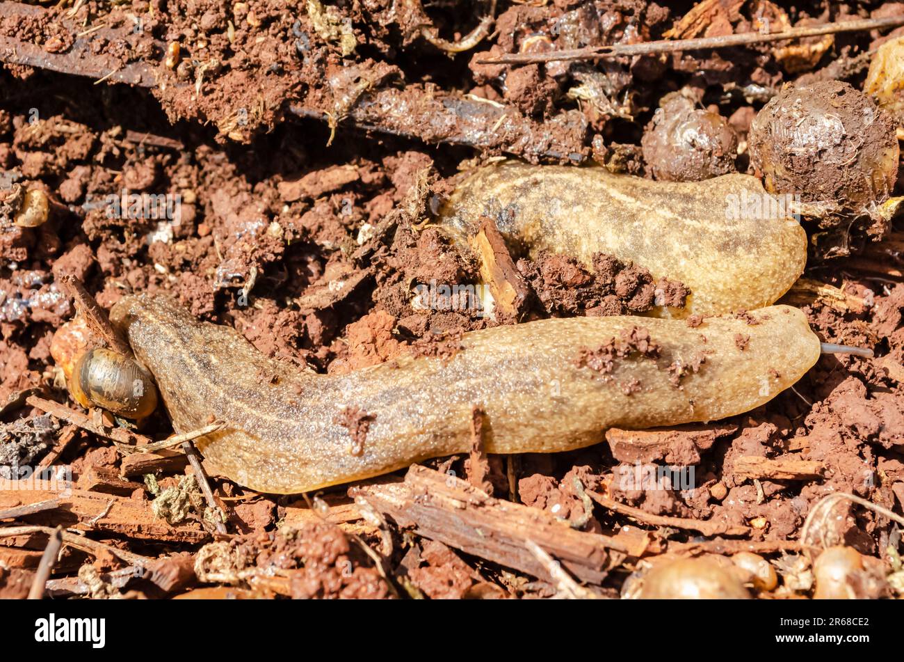 Slugs On The Ground Stock Photo - Alamy