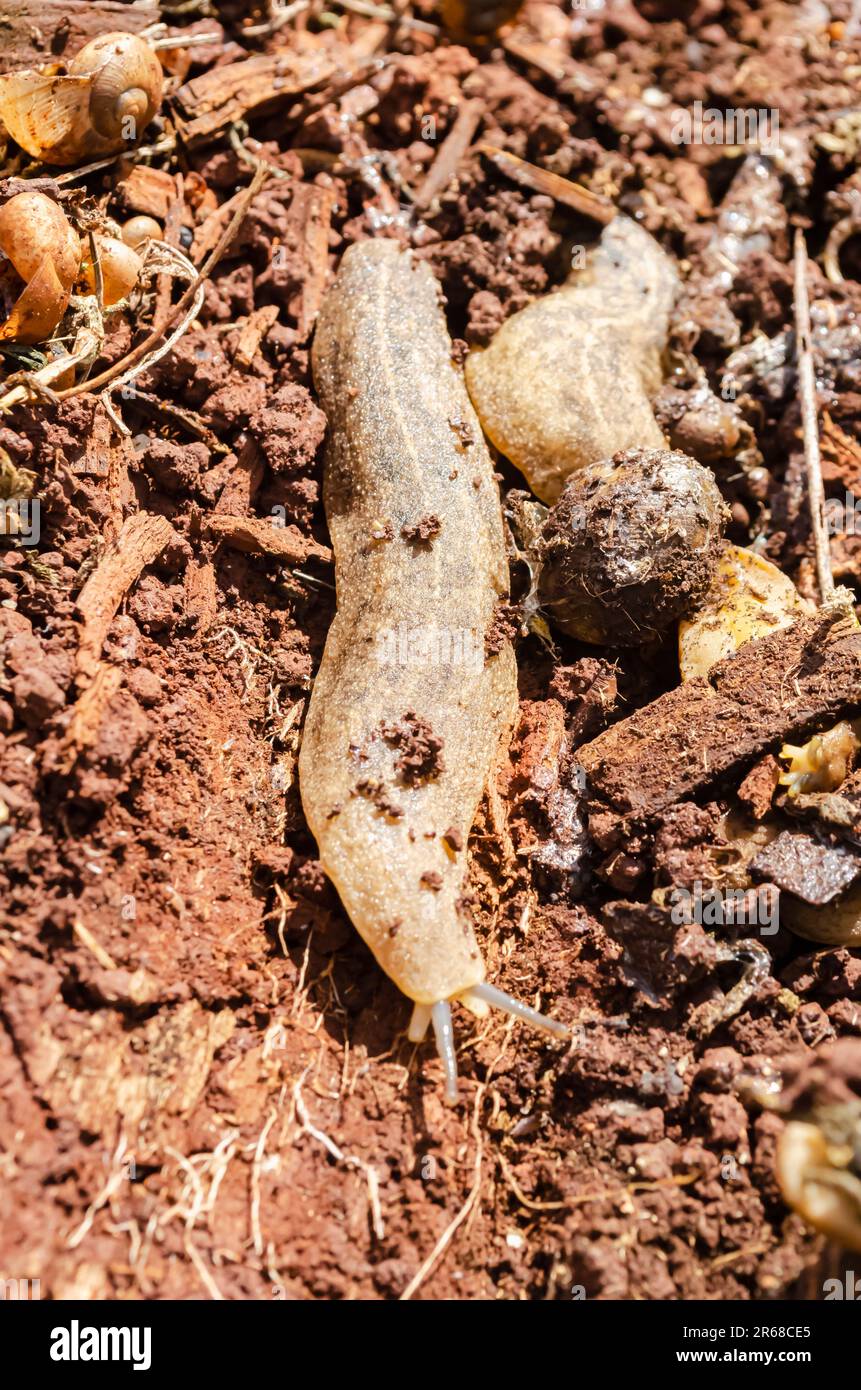 Leatherleaf slug hi-res stock photography and images - Alamy