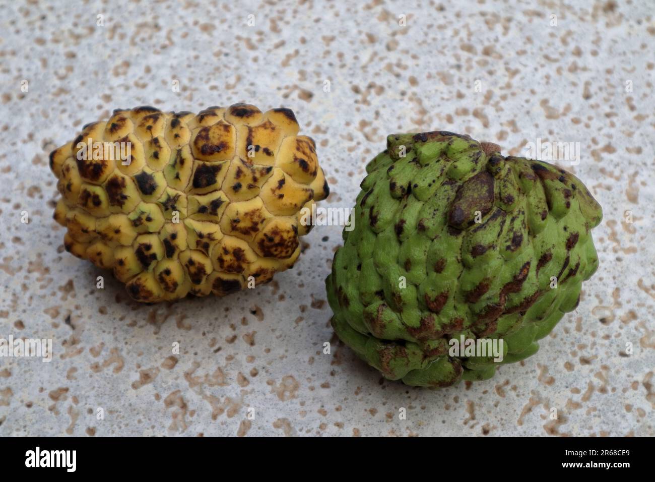 Green Atemoya and yellow fruta do conde, cientific name annona squamosa ...