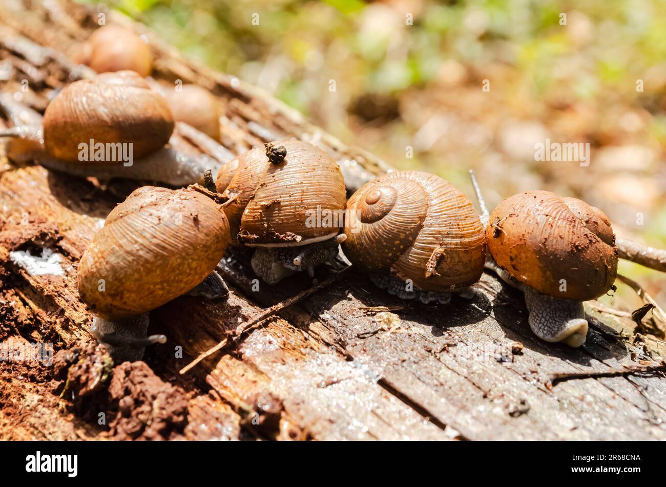 Line of Snails Stock Photo - Alamy