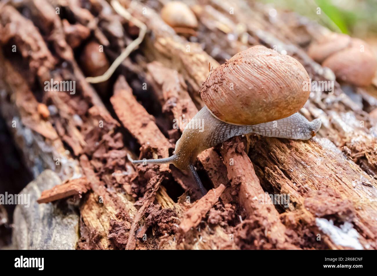 Rotten log fauna hi-res stock photography and images - Alamy