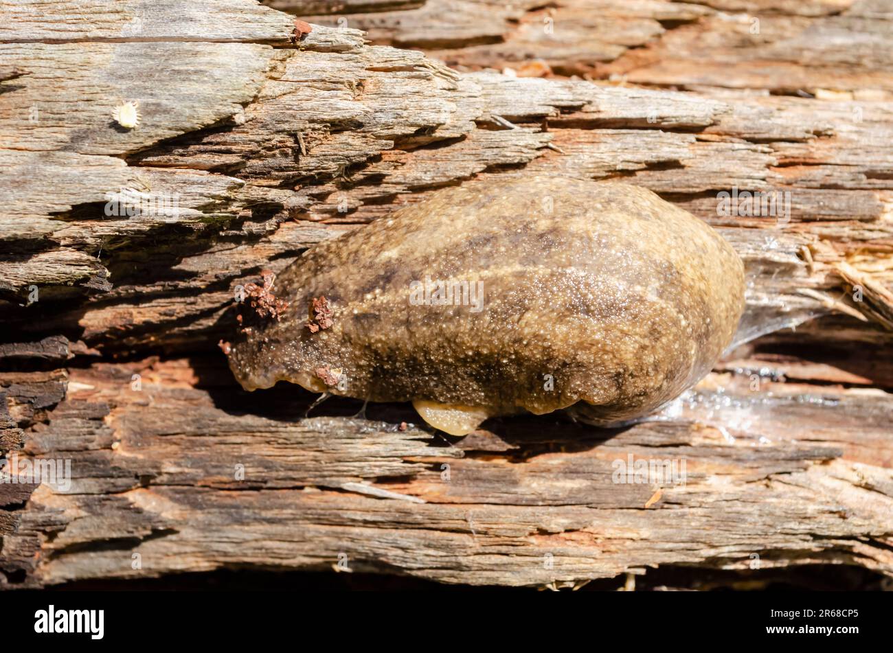 Slugs and mucus hi-res stock photography and images - Alamy