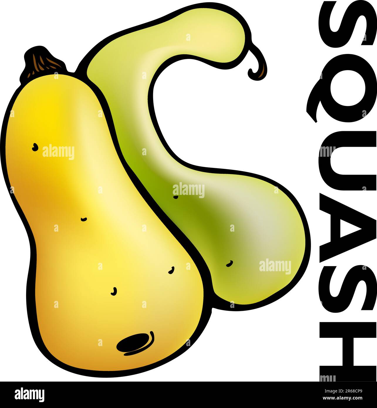 An image of a pair of squash Stock Vector Image & Art - Alamy