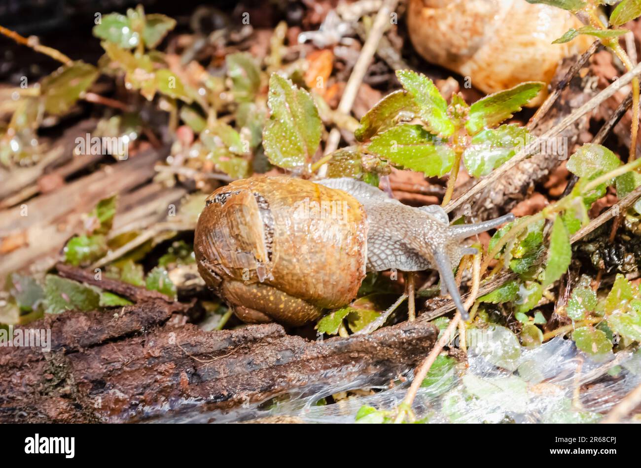 Snails with Split Shell Stock Photo - Alamy
